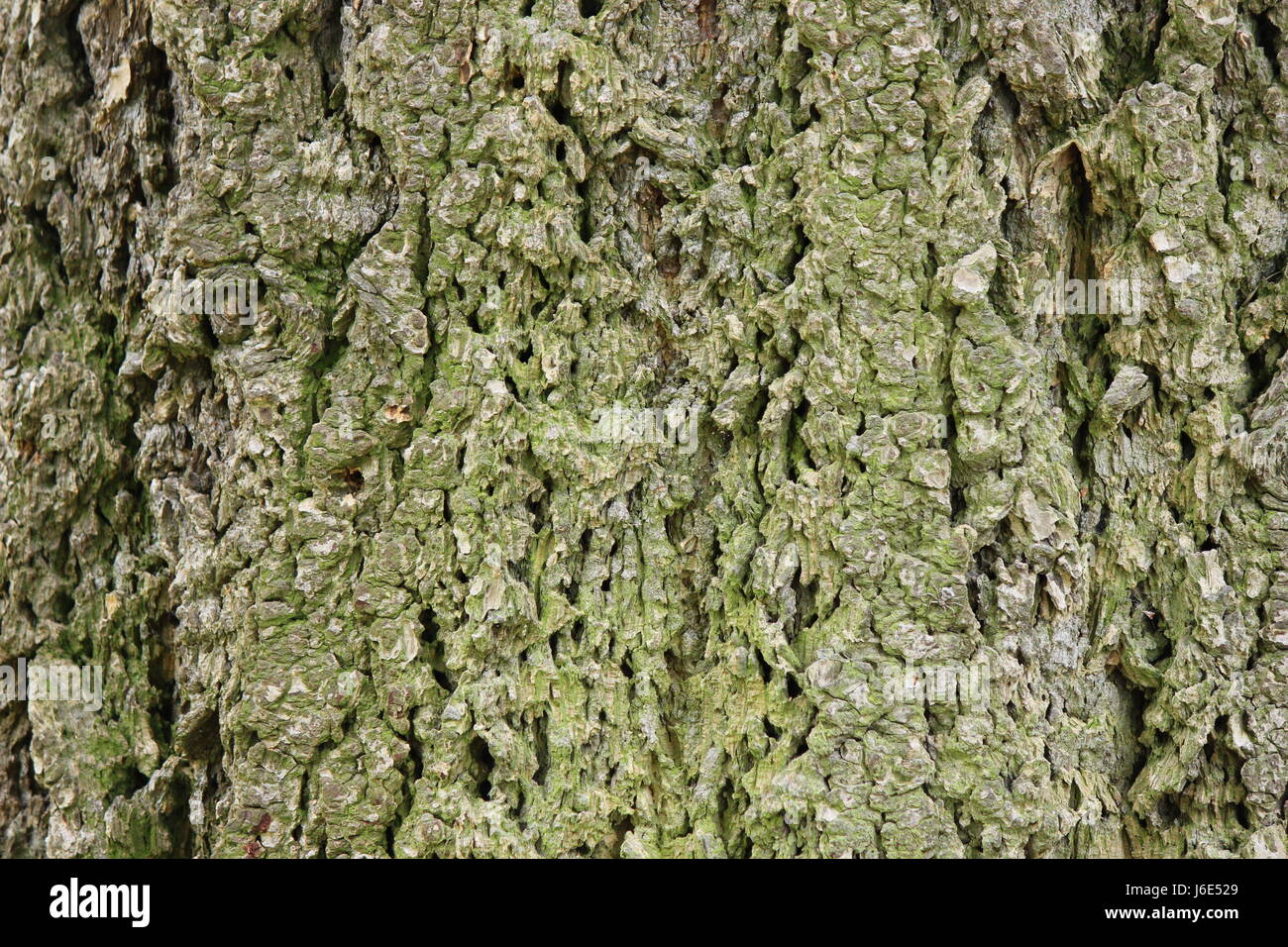 Old bark tree Stock Photo - Alamy