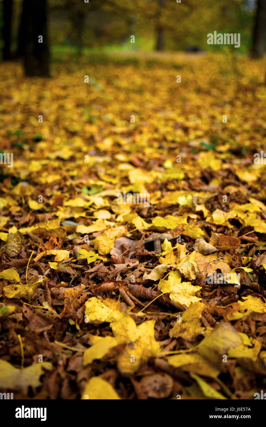 leaf ground soil earth humus leaves season forest foliage fall autumn ...