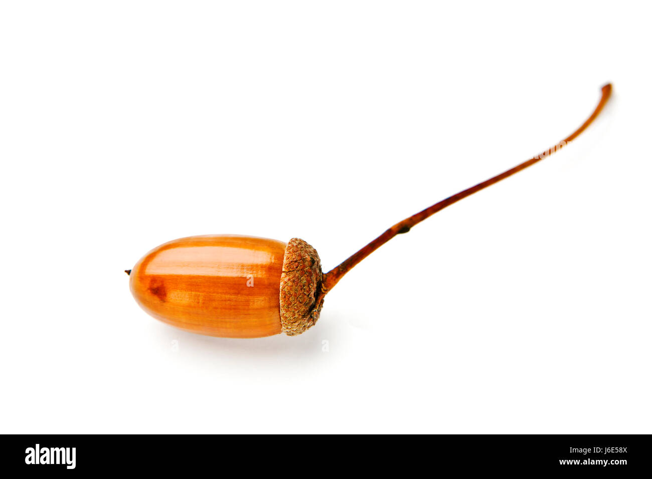 acorn backdrop background white fall autumn twig acorn autumn ...