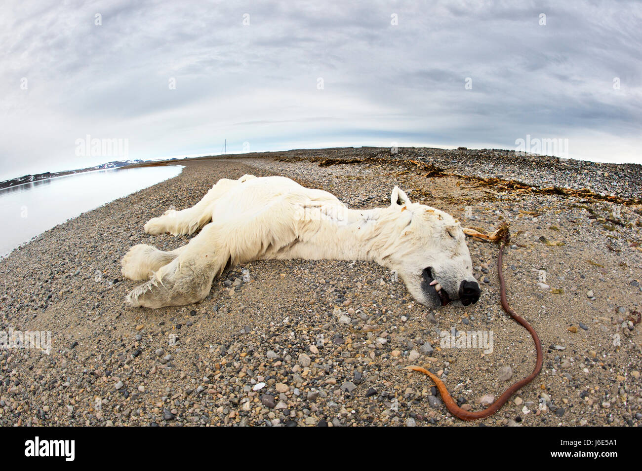 Dead polar bear hi-res stock photography and images - Alamy