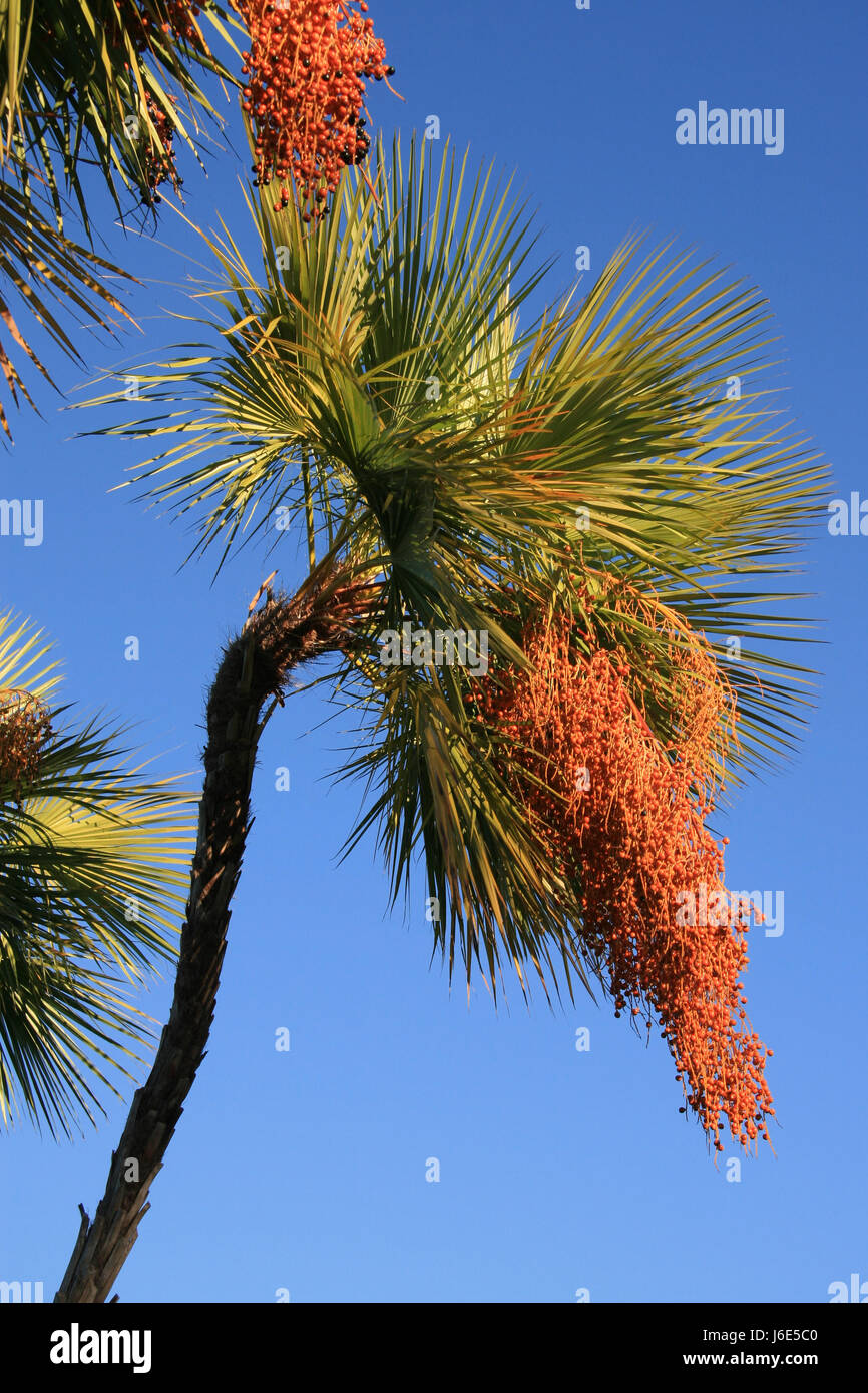 blue palms palm tree bluer date palm firmament sky palmtrees red blue ...