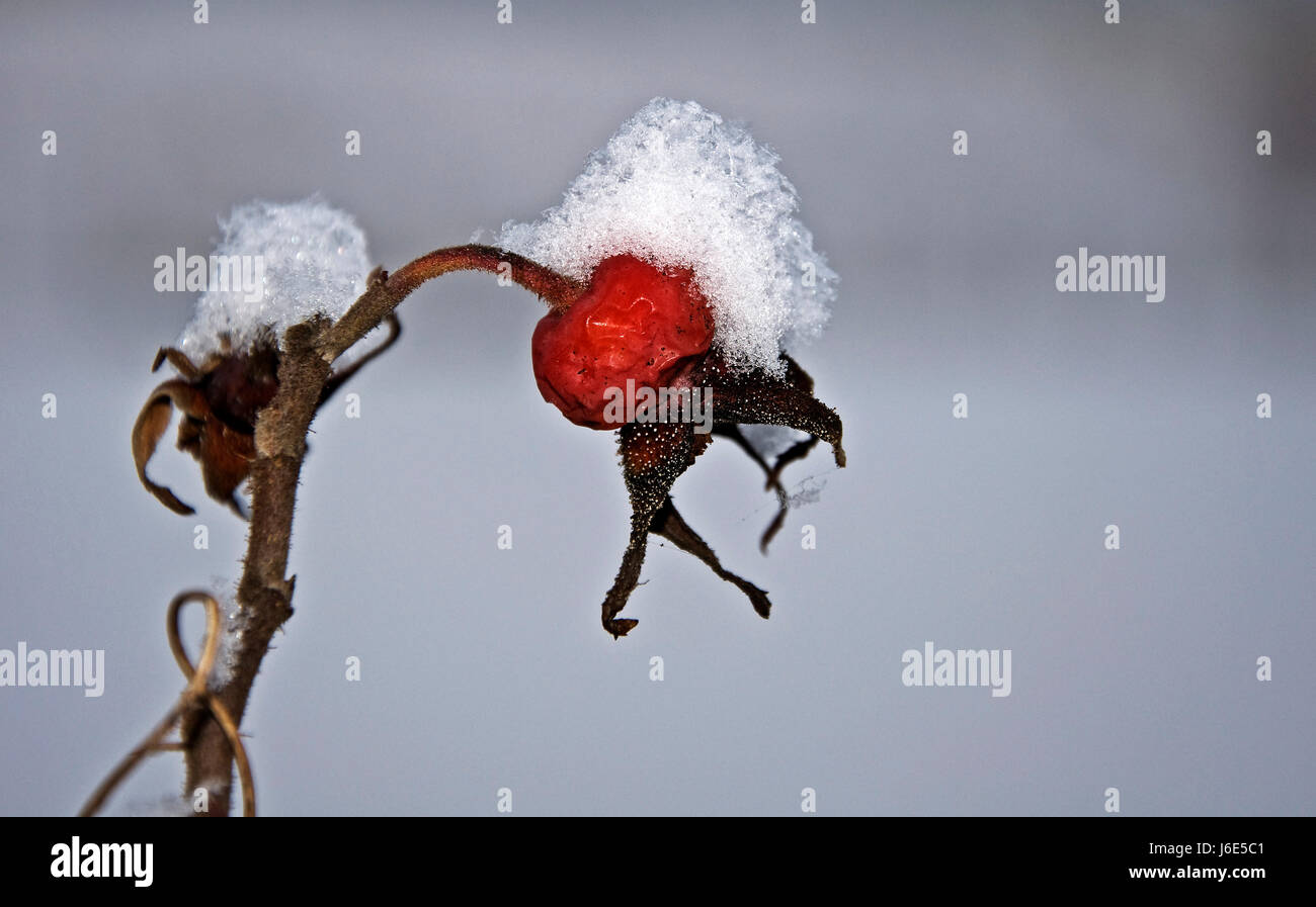 Topheavy hi-res stock photography and images - Alamy