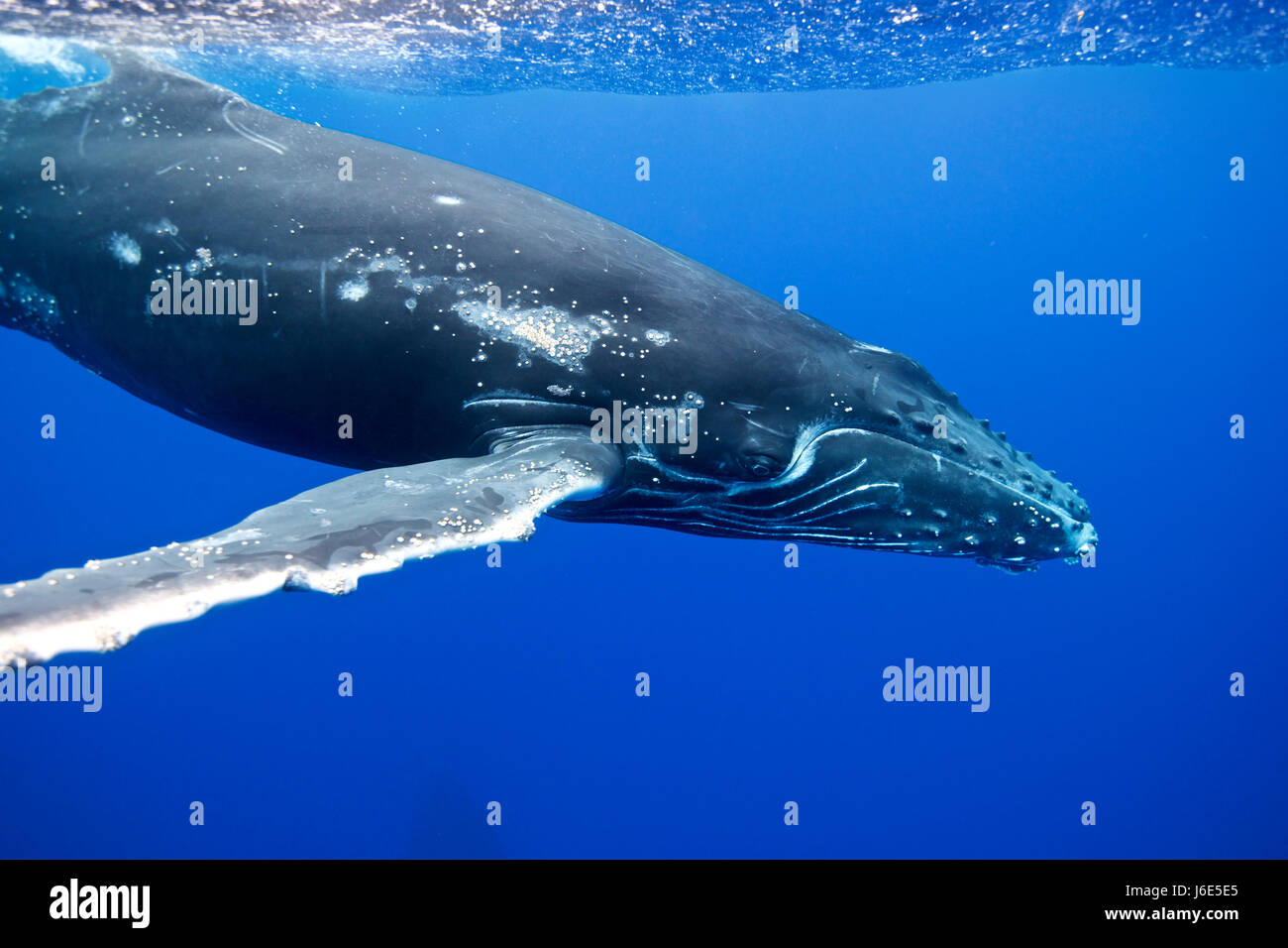 humpback whale (Megaptera novaeangliae), Pacific Ocean Stock Photo - Alamy