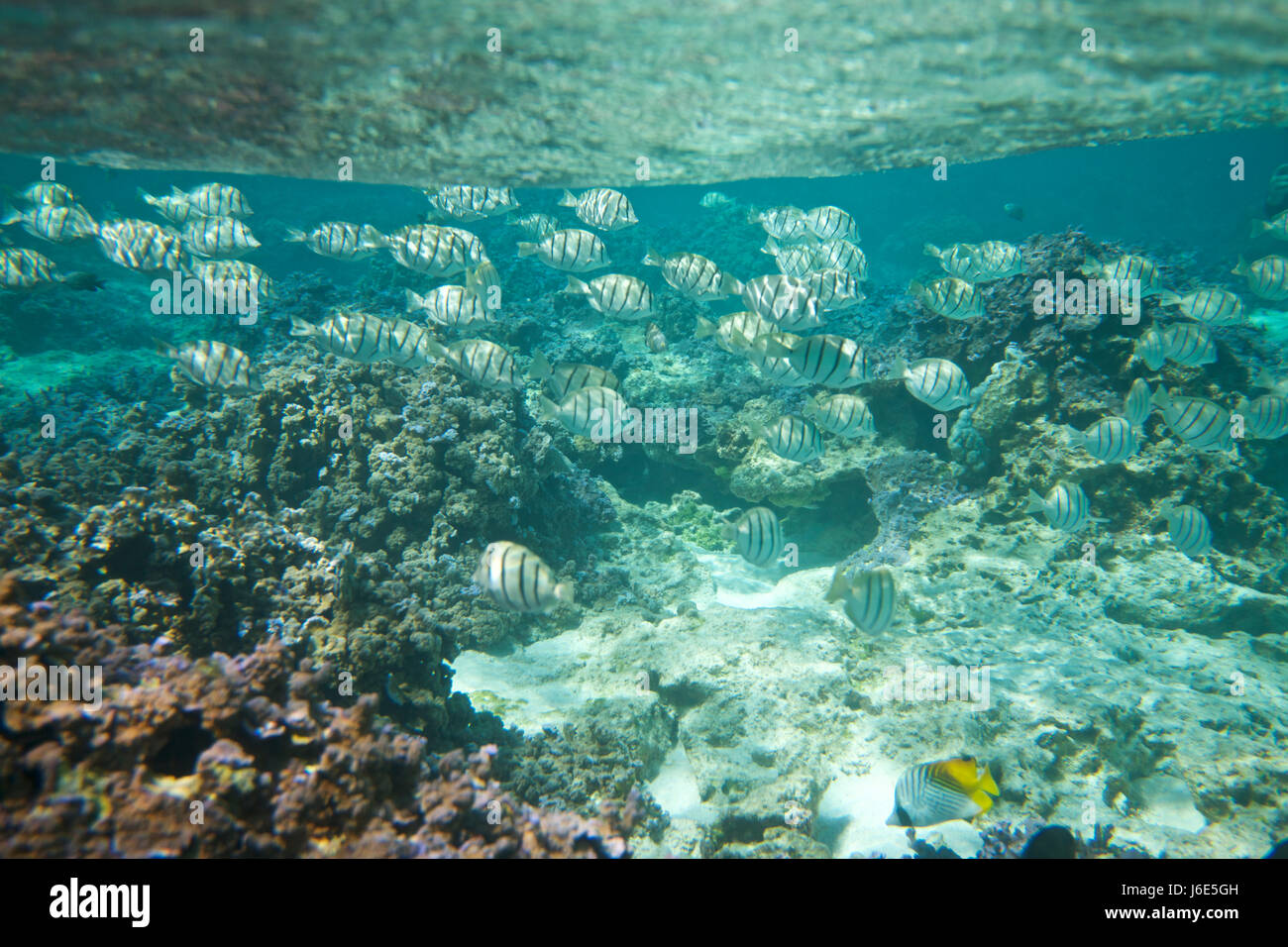 Midway Atoll National Wildlife Refuge Stock Photo - Alamy