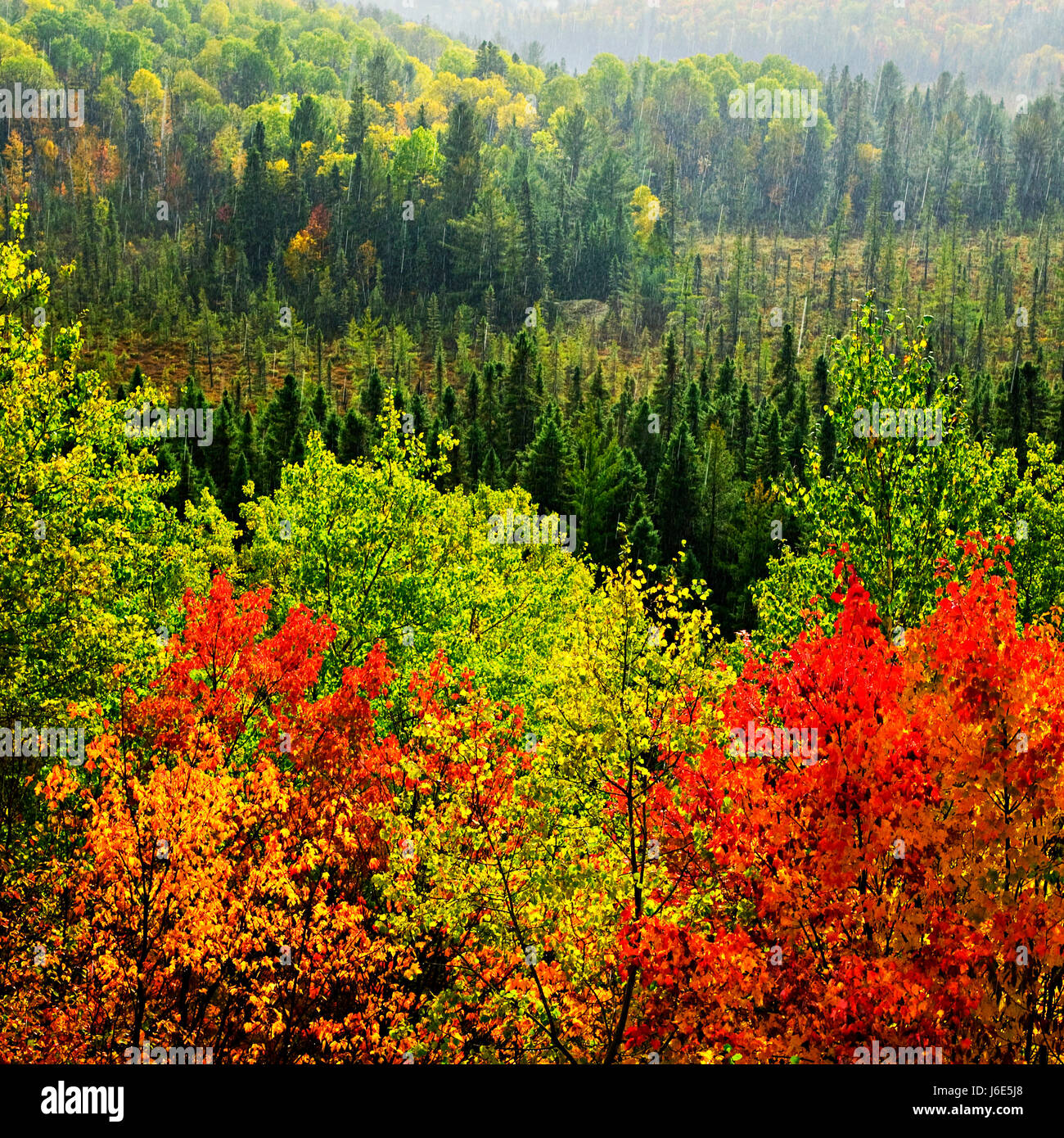 tree trees woods rain colorful forest raining fall autumn leaf tree ...
