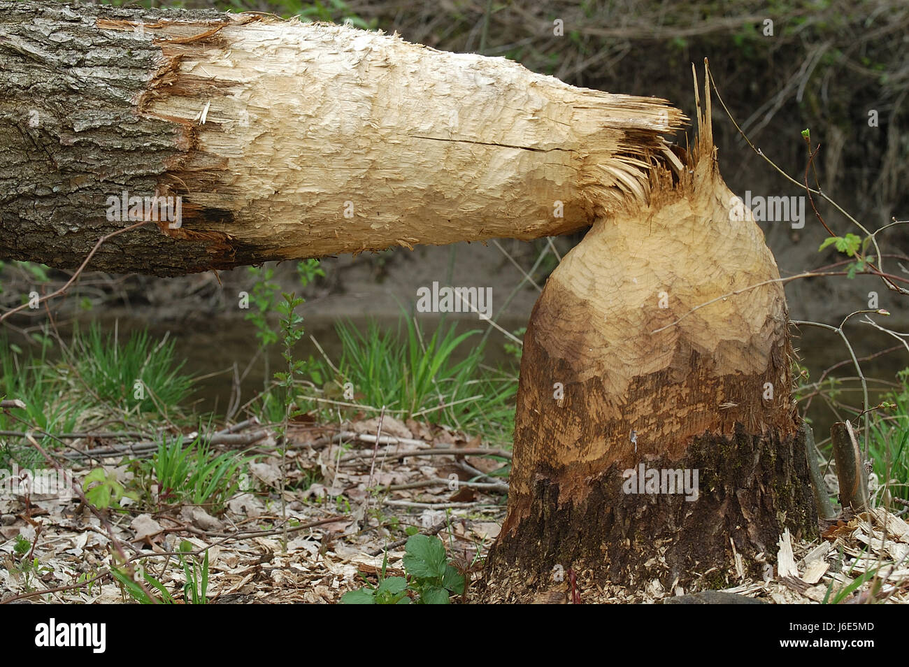 tree damage damages detriments gnawed off forest tree wood trunk pine ...