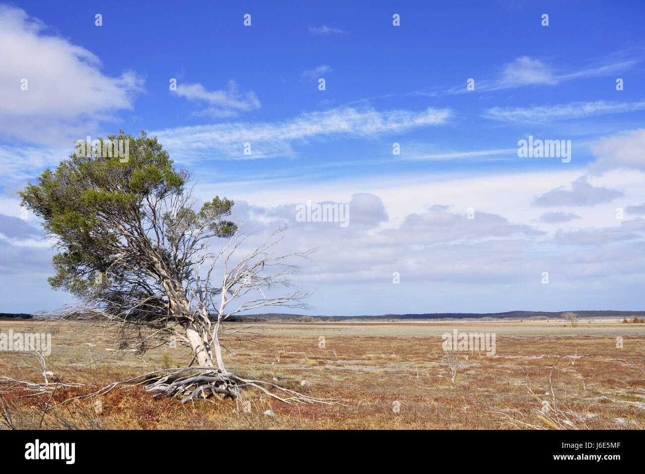 tree in outback Stock Photo - Alamy