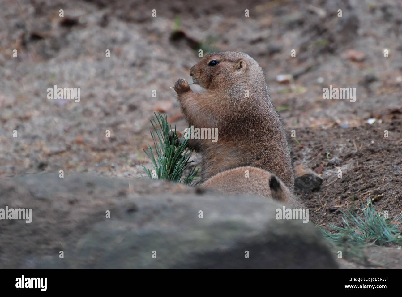 the small rodents Stock Photo - Alamy