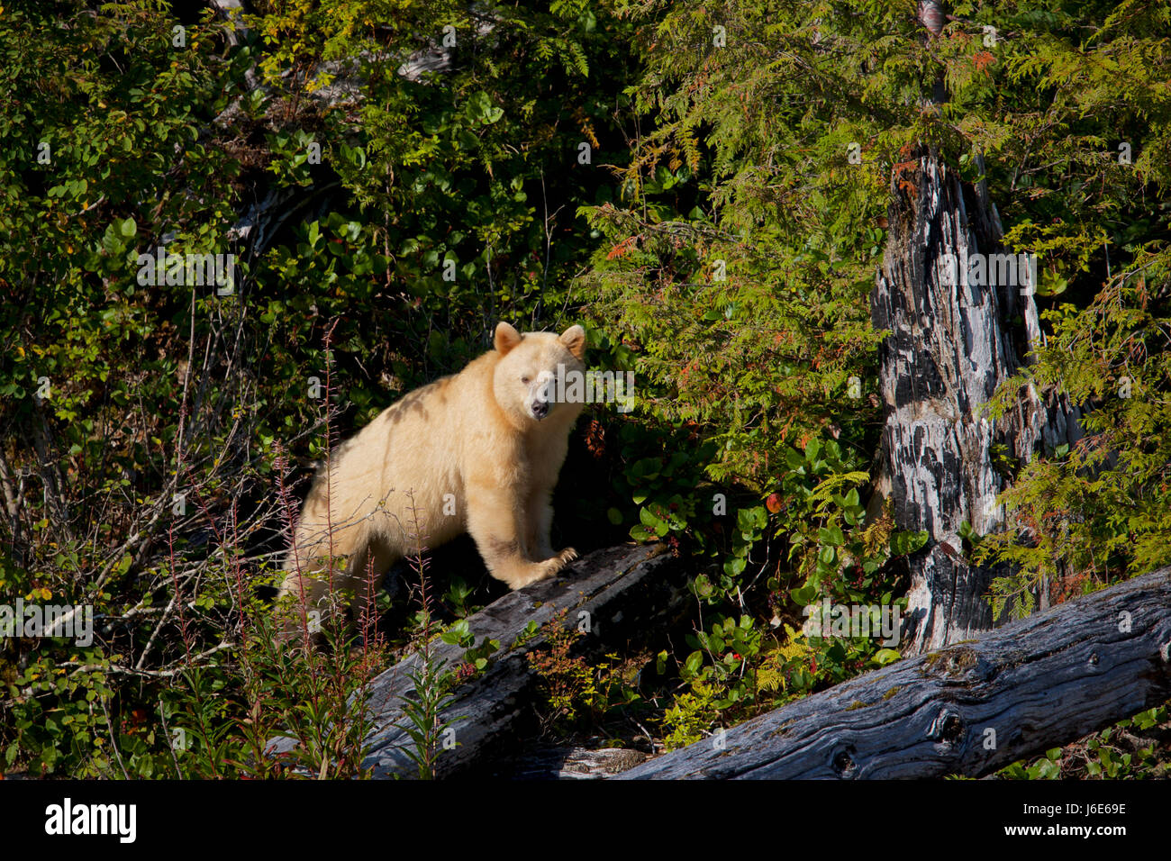 Kermode bear (Ursus americanus kermodei), also known as the "spirit ...