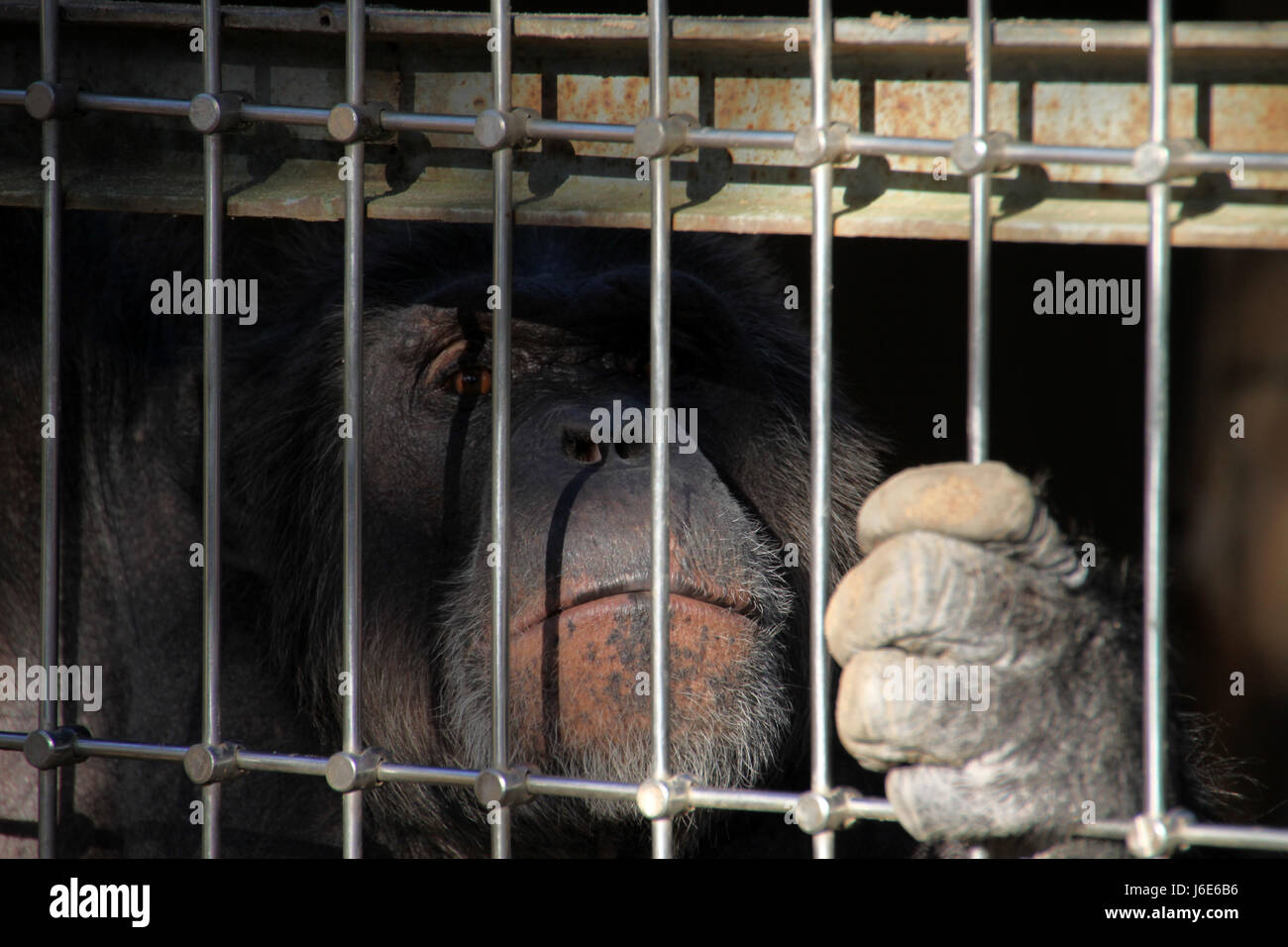 Aler hi-res stock photography and images - Alamy