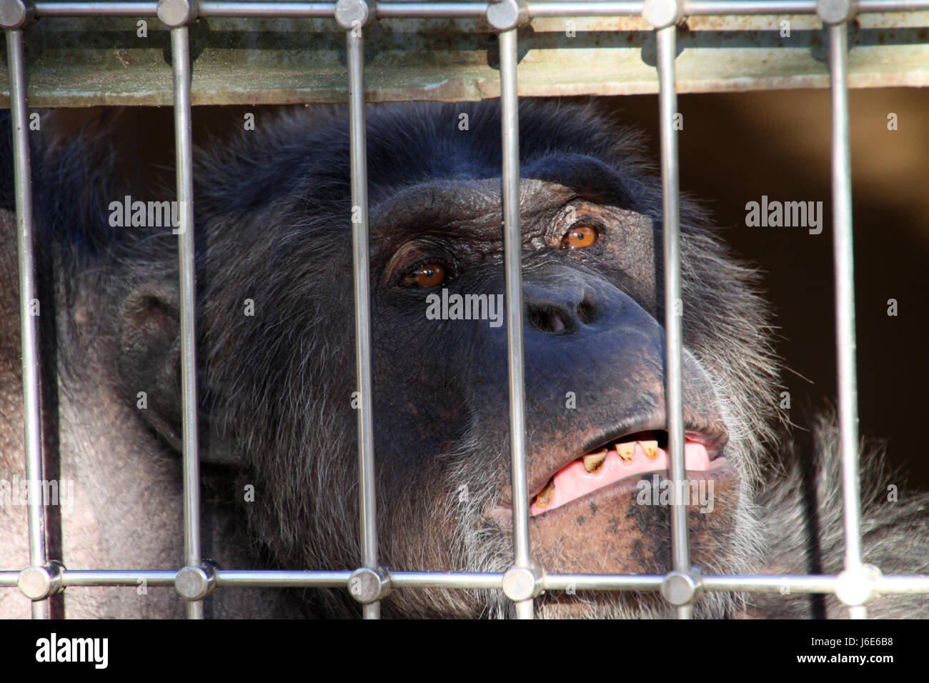 monkey chimpanzee anthropoid old animal sad monkey captivity fence ...