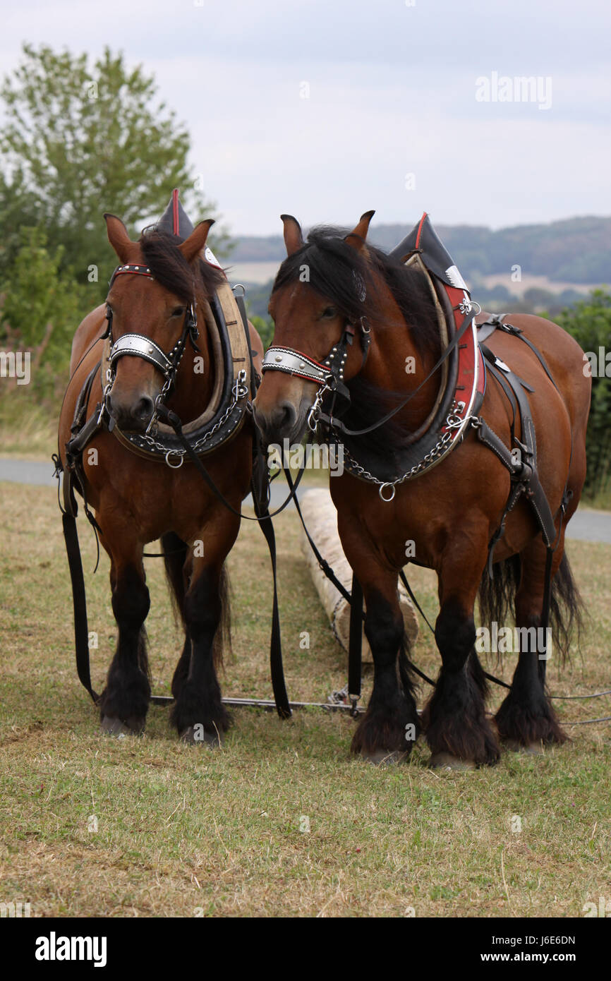 Back pack harness hi-res stock photography and images - Alamy