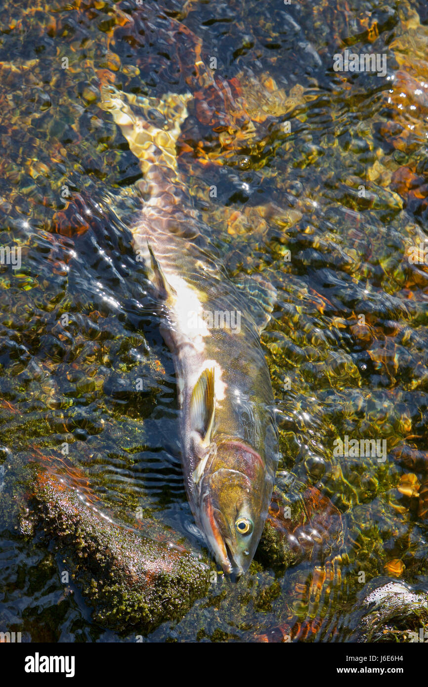 Salmon migration pacific northwest hi-res stock photography and images ...