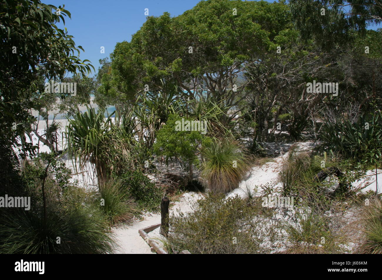 australia coast sands sand forest tree beach seaside the beach seashore ...