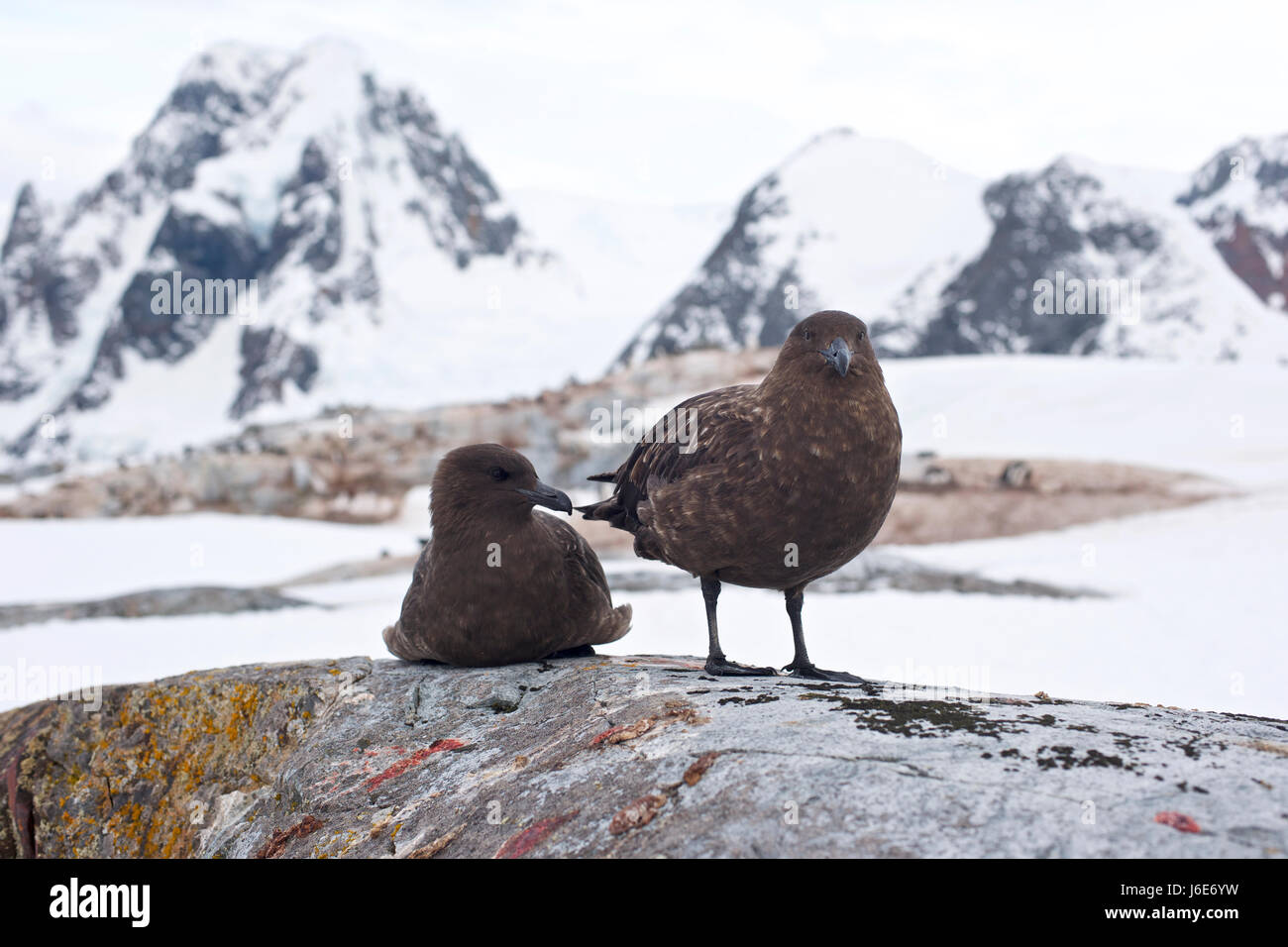 Antarctic skua hi-res stock photography and images - Alamy