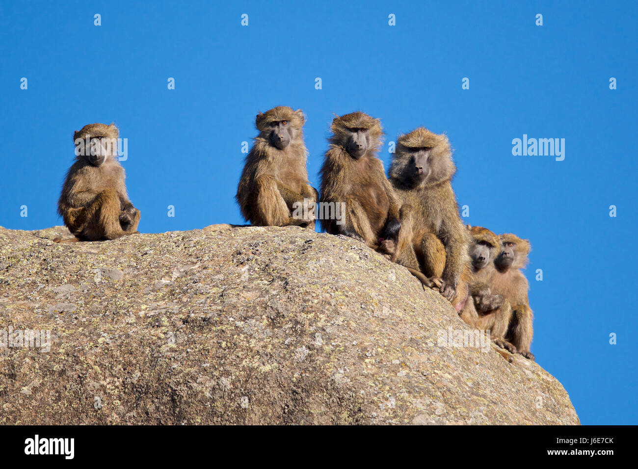 olive baboon (Papio anubis Stock Photo - Alamy