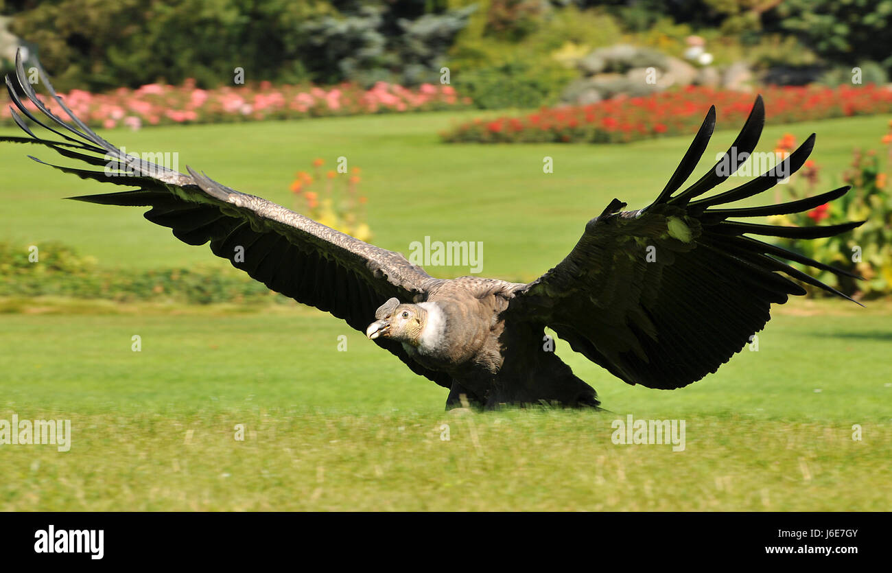 bird birds wing wingspan peru condor bird birds flight show wing ...