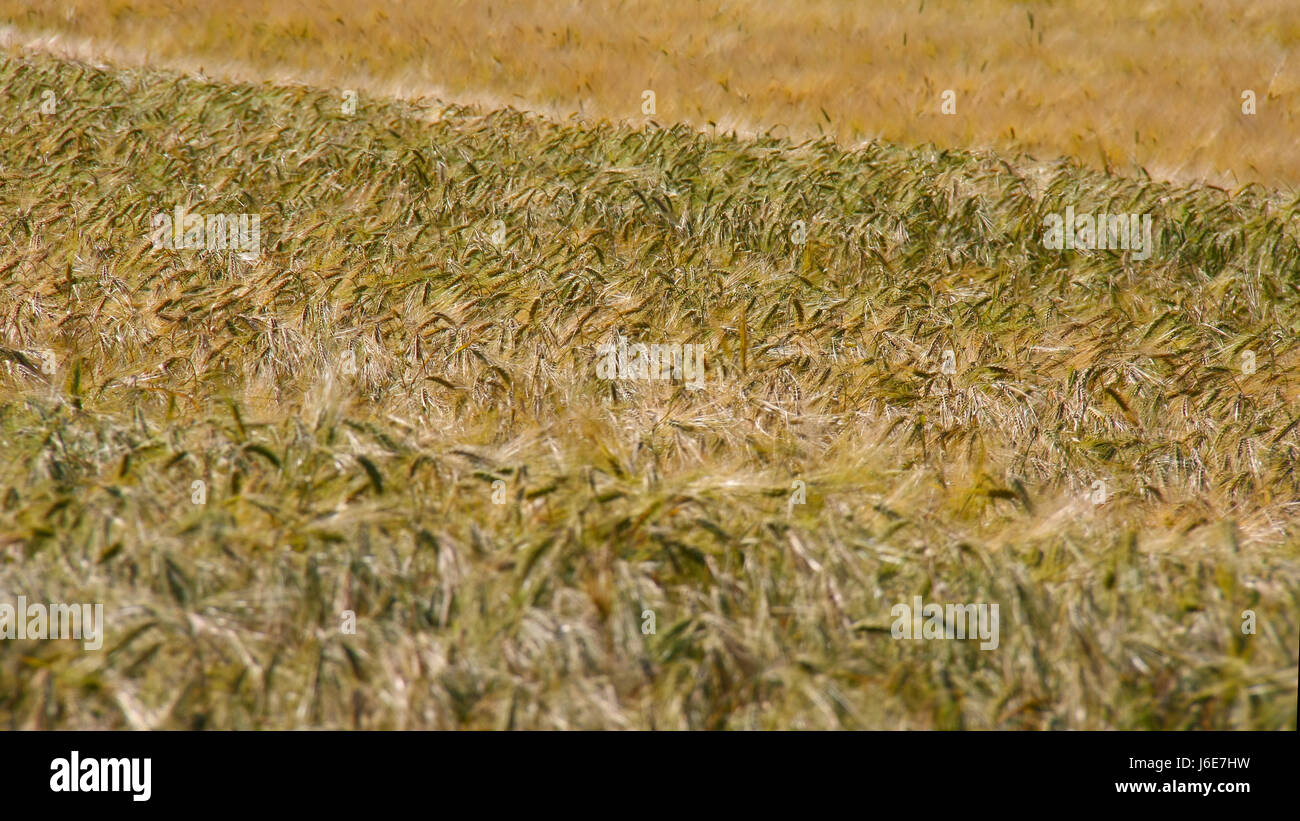 agriculture farming grain wheat farmer barley cereal agriculture ...