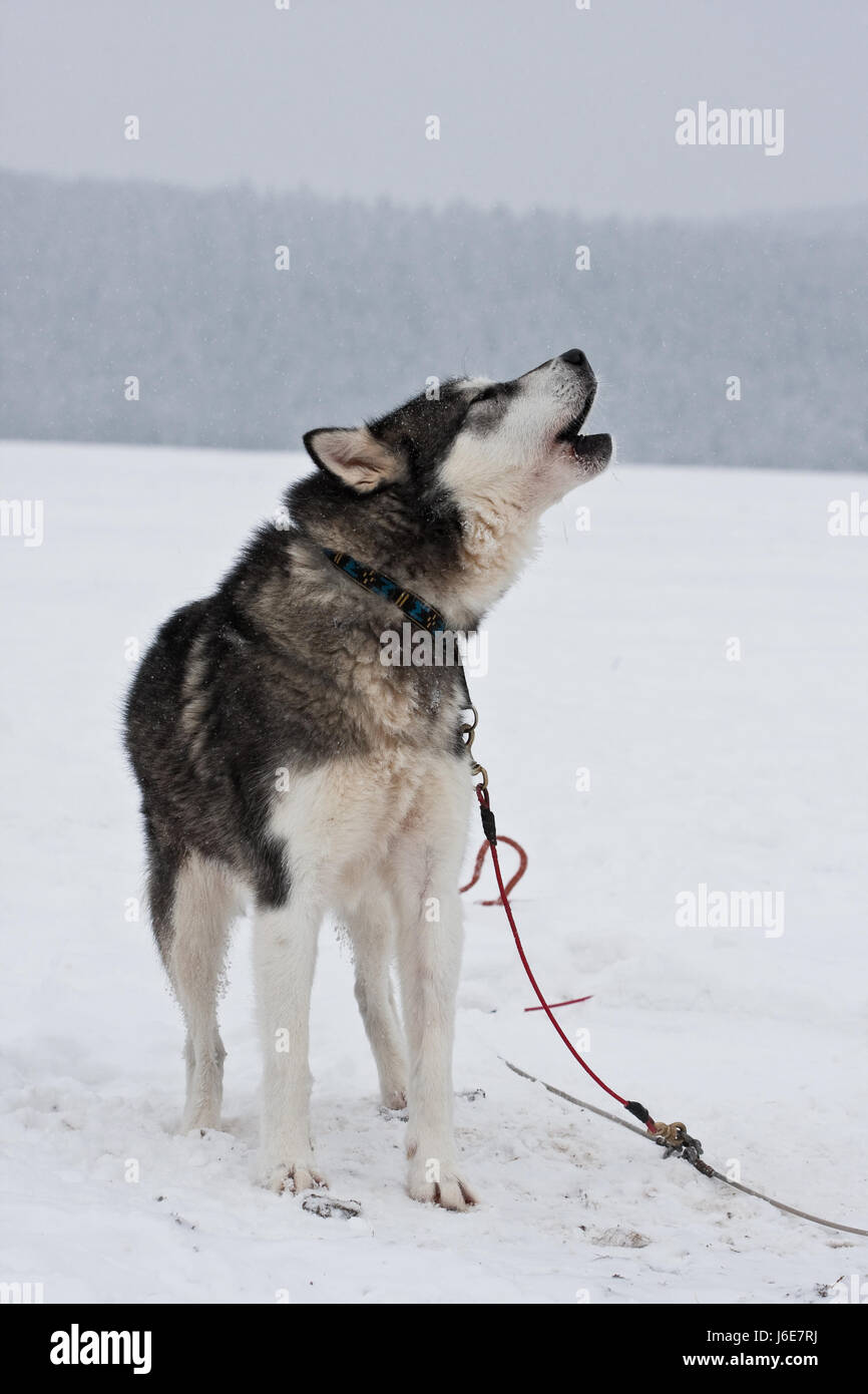 wait waiting dogs contest weep cry crying weeper weeping whine sport ...