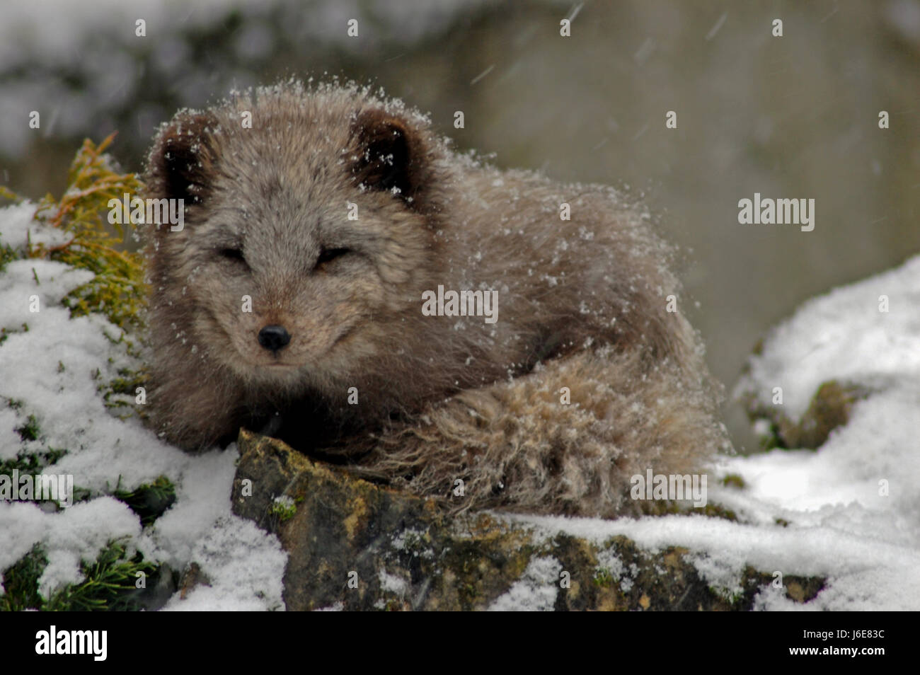 mammal skin predator fox nature mammal skin predator fox nature ...