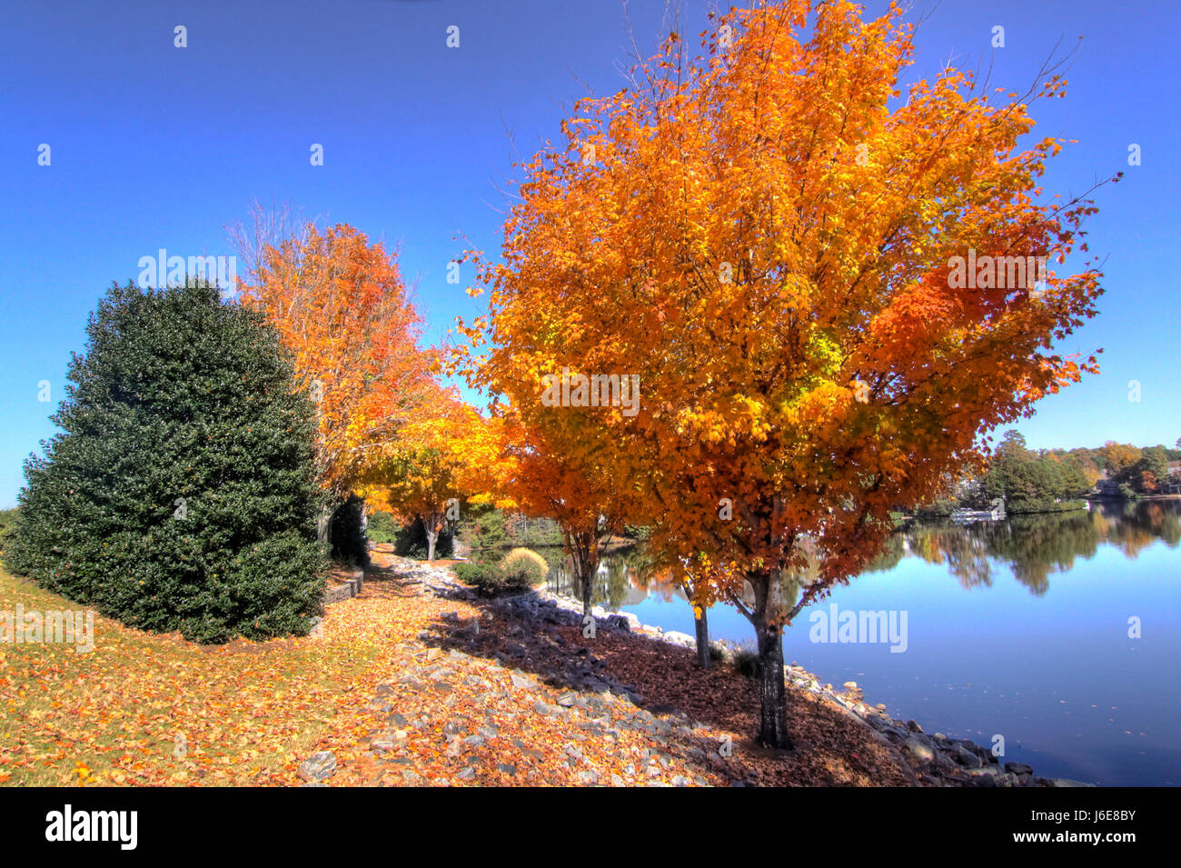 tree trees leaves october november season landscape scenery countryside ...