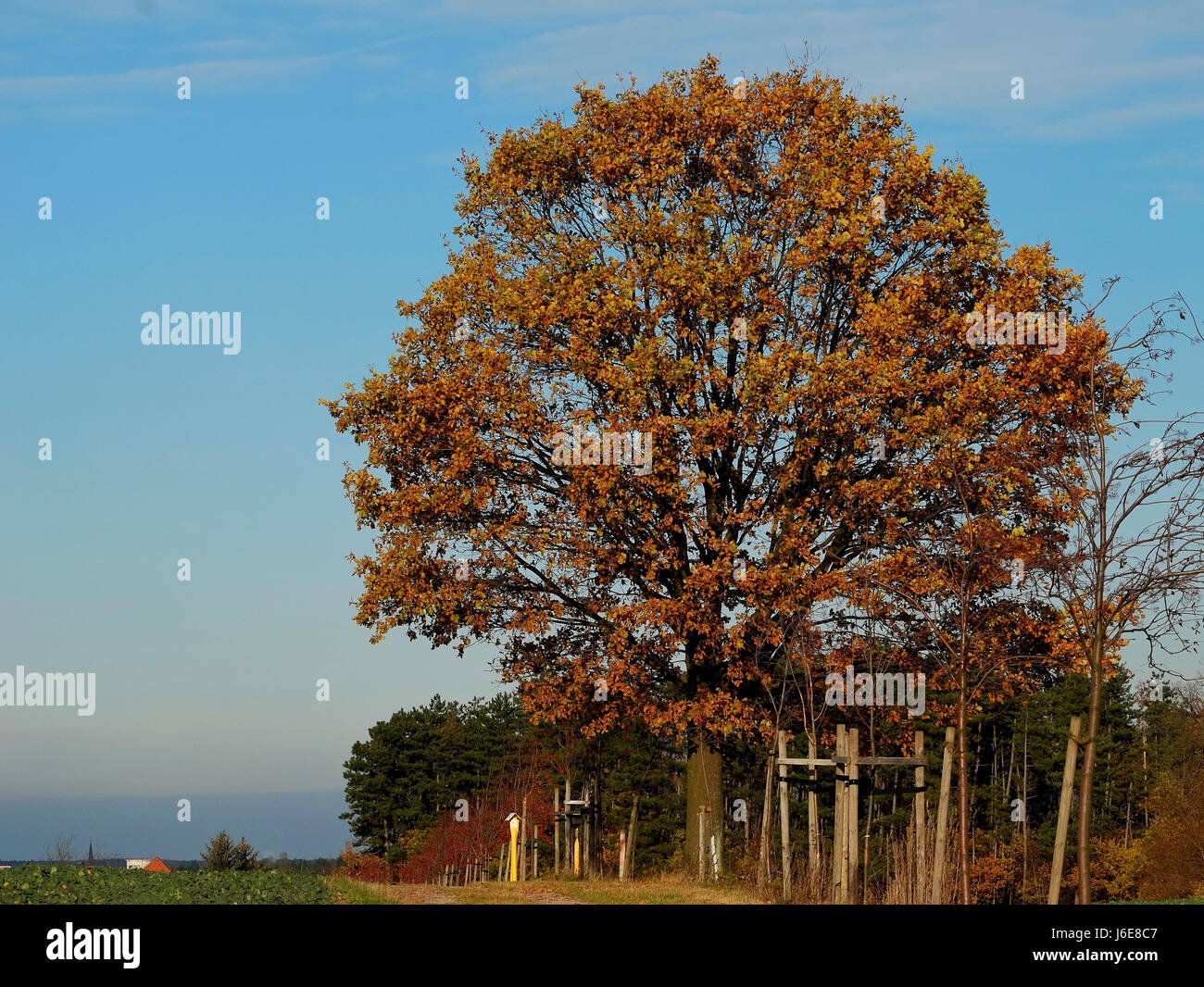 big large enormous extreme powerful imposing immense relevant tree ...