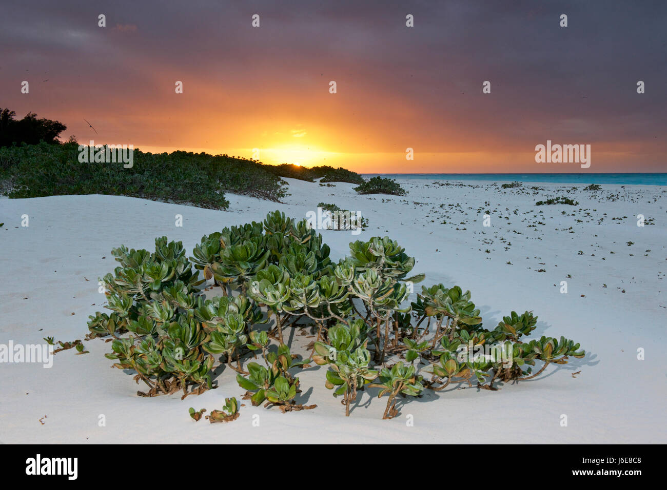 Midway Atoll National Wildlife Refuge Stock Photo - Alamy