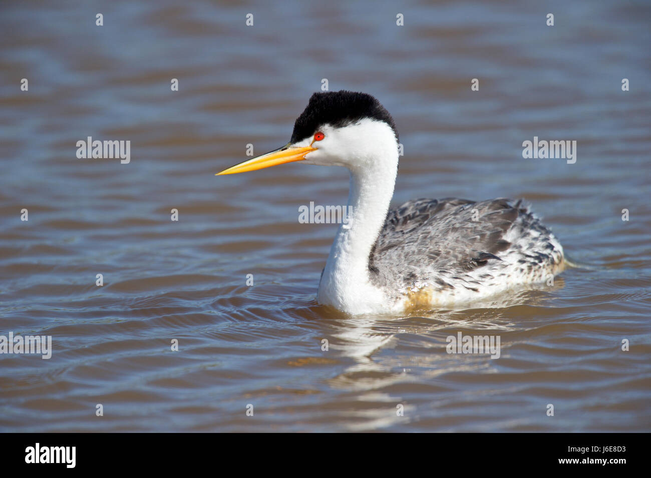 Aechmophorus clarkii hi-res stock photography and images - Alamy