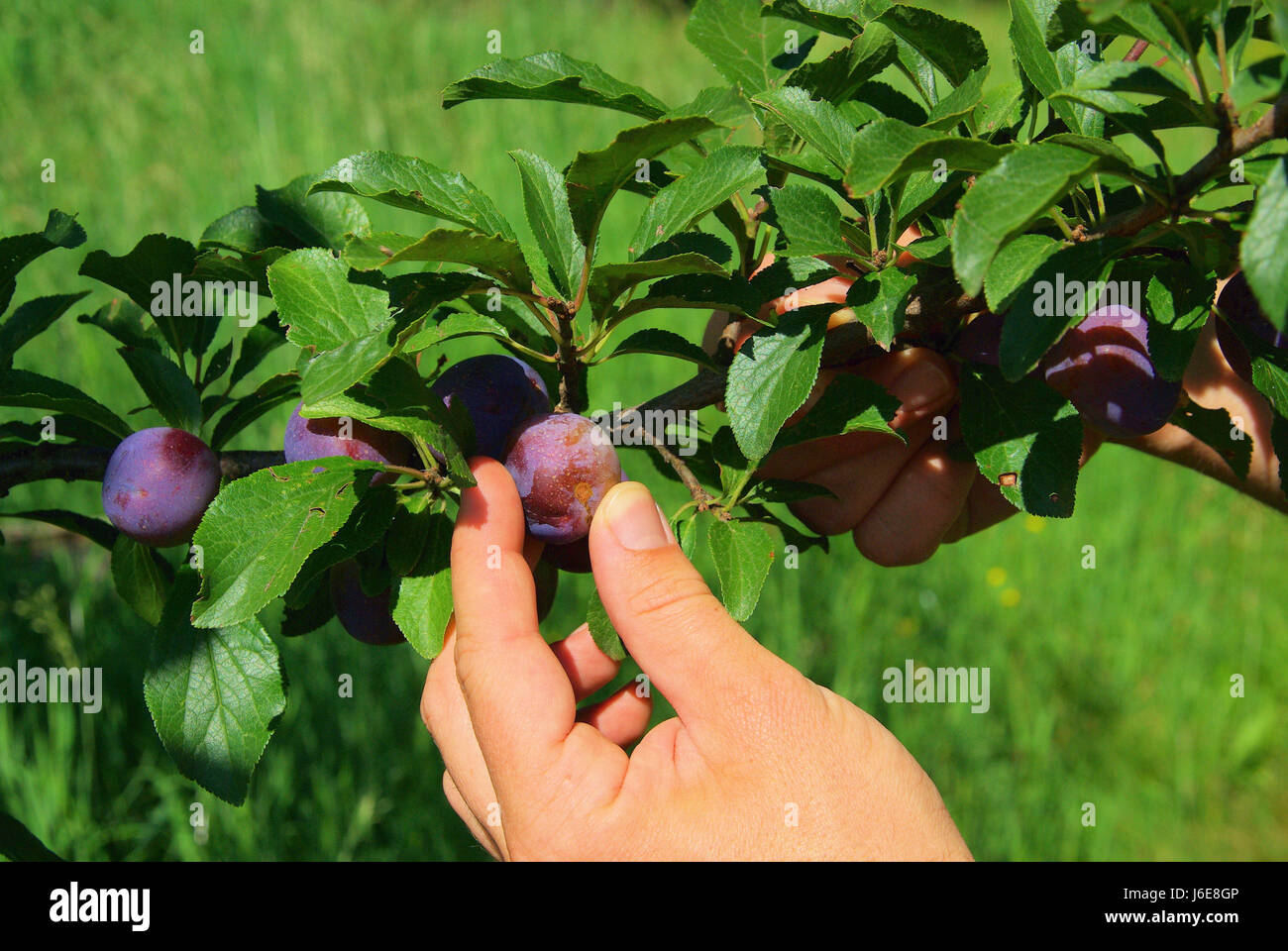 Plum tree hand pick hi-res stock photography and images - Alamy