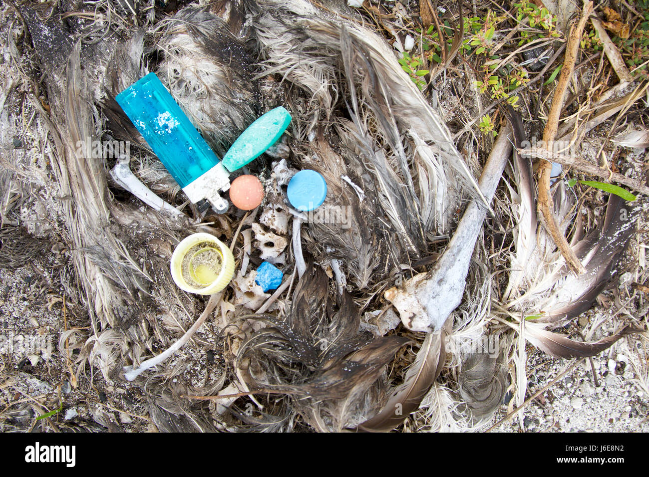 Albatross Bird Plastic