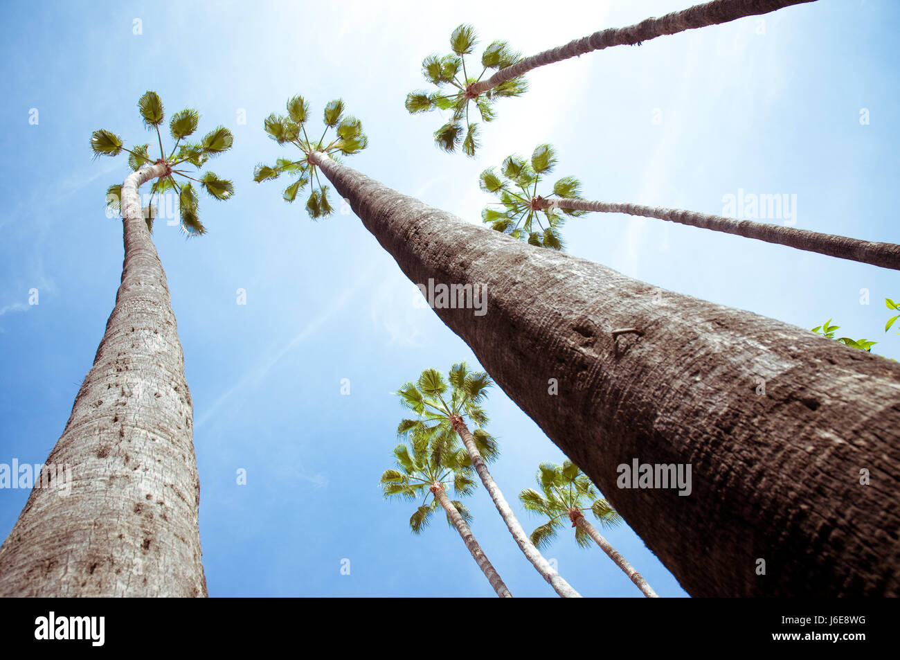 palm,palms,palm group,royal palm Stock Photo - Alamy
