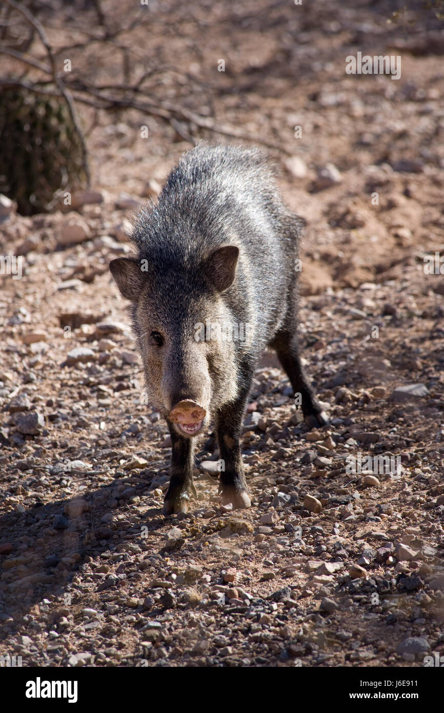 desert wasteland animal mammal desert wasteland animal mammal teeth ...