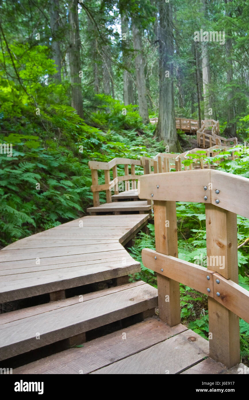 canada path way rainforest rain forest forest boardwalk green nature ...