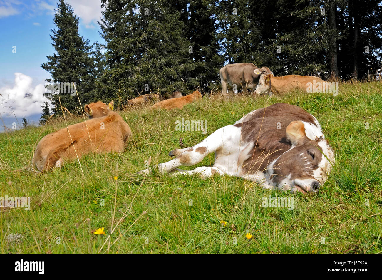 alps alp switzerland cow farm animal milker mountains pet agriculture ...