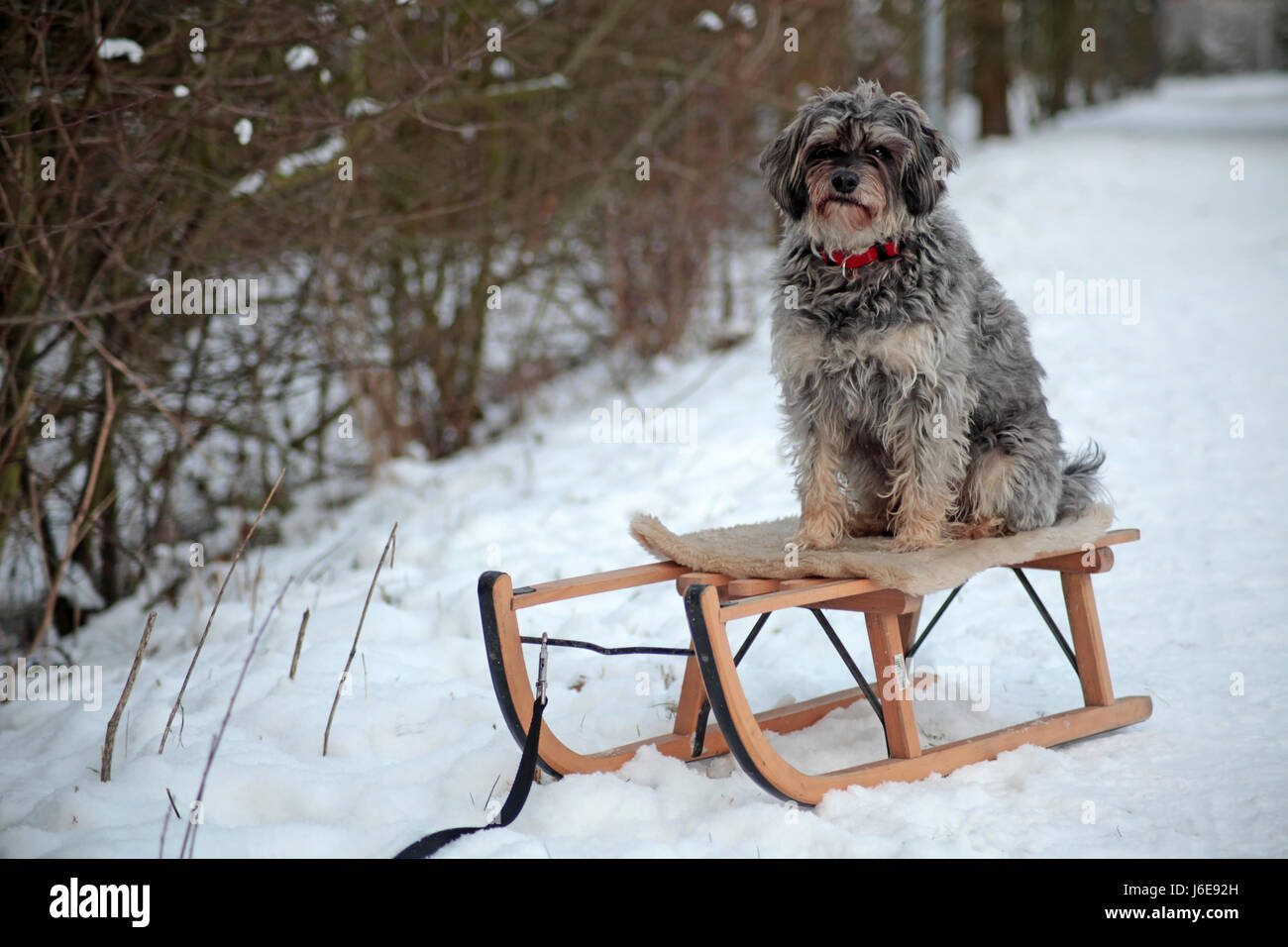 winter dog sledge terrier sledging snow husky winter animal pet dog ...