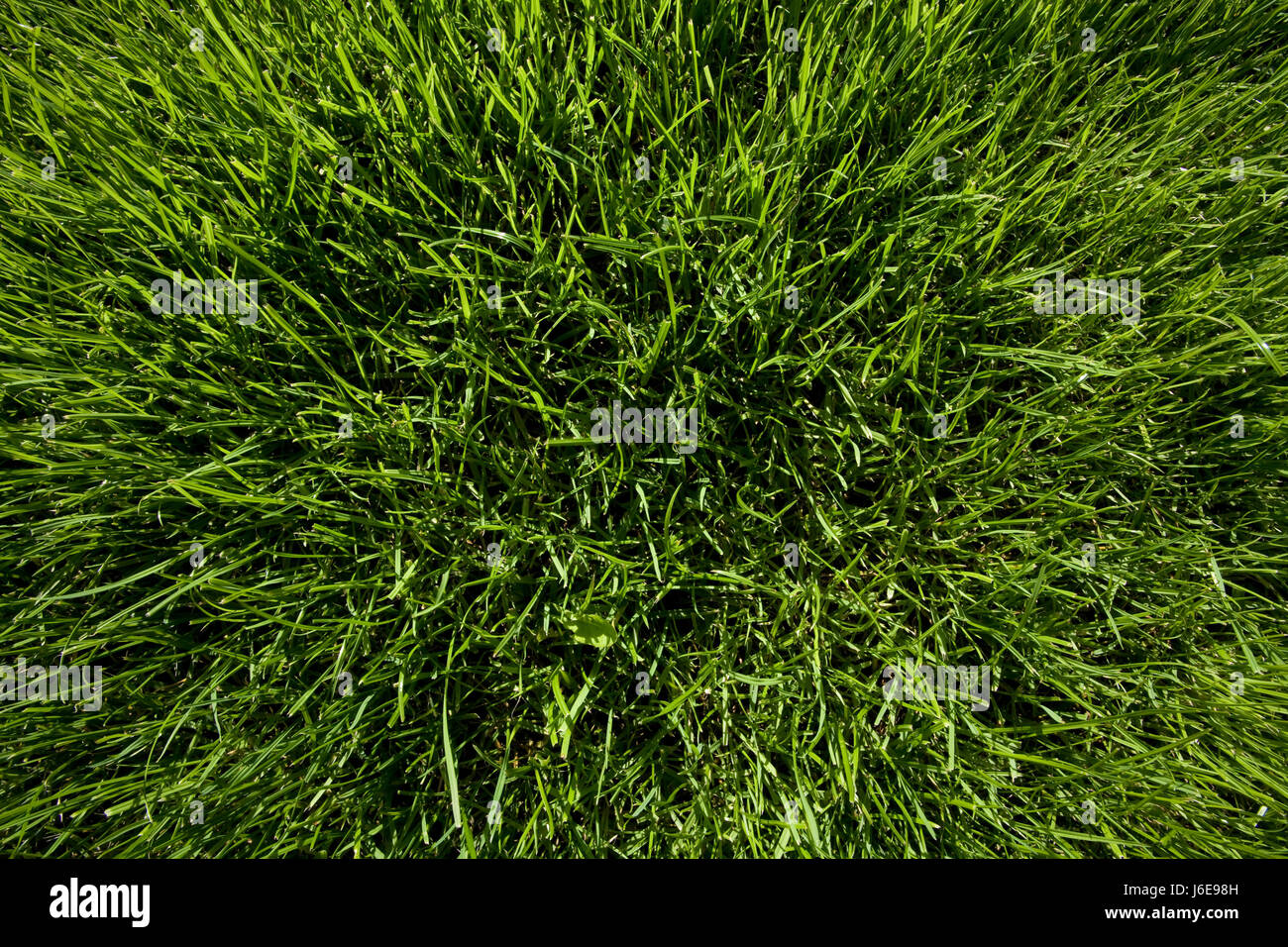 garden green wide angle surface area gardens flat meadow grass lawn ...