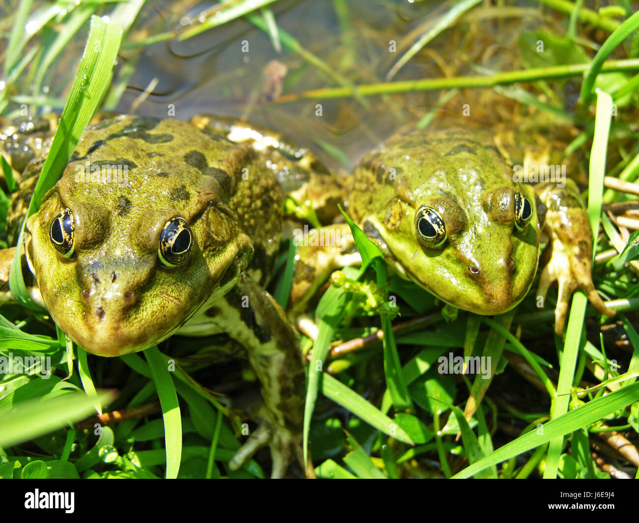 Two green frogs in the grass Stock Photo - Alamy