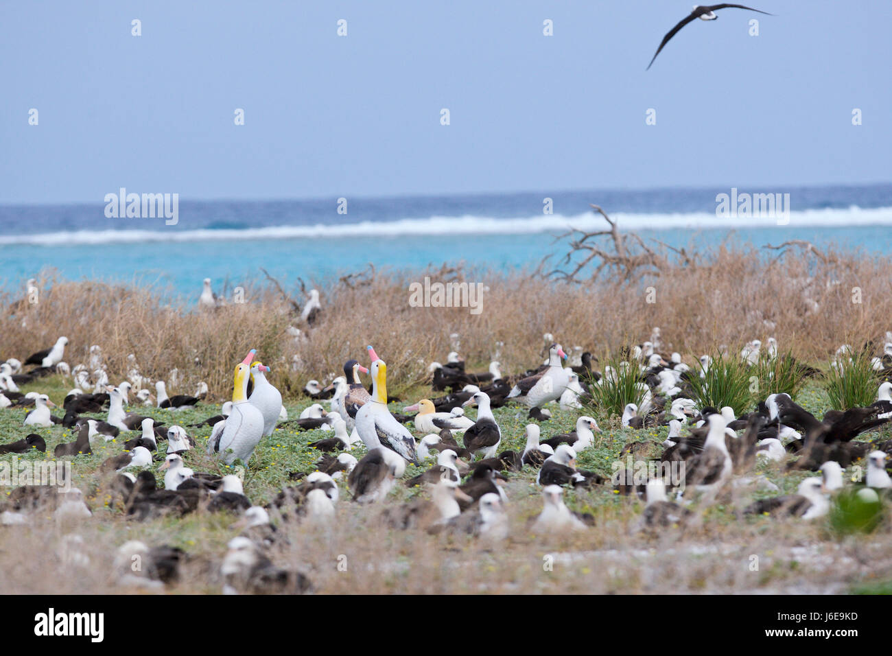 Short tailed albatross hi-res stock photography and images - Alamy