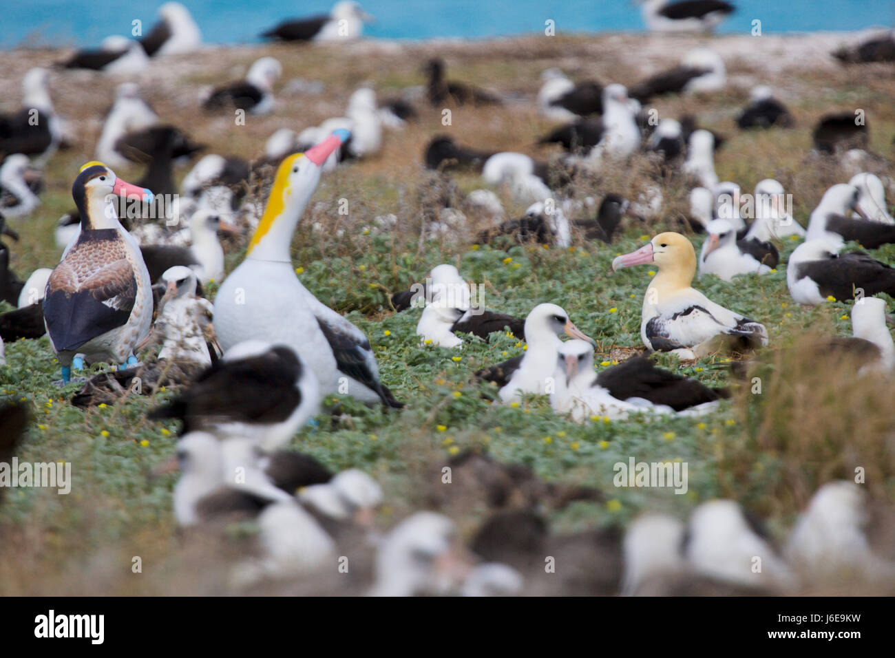 Short tailed albatross hi-res stock photography and images - Alamy