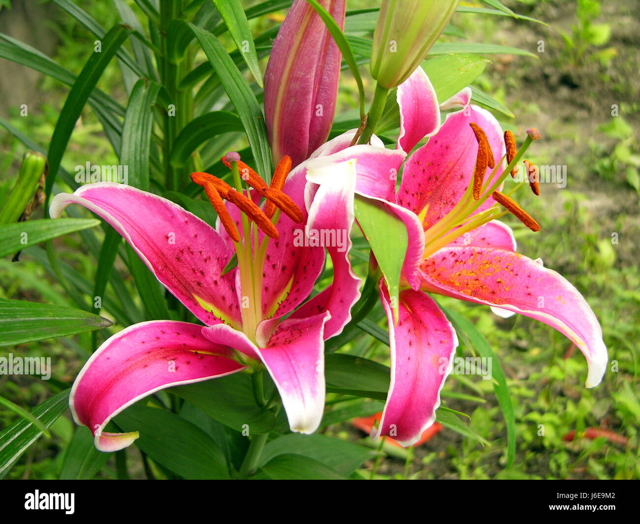 Pink lily flowers in the garden Stock Photo - Alamy