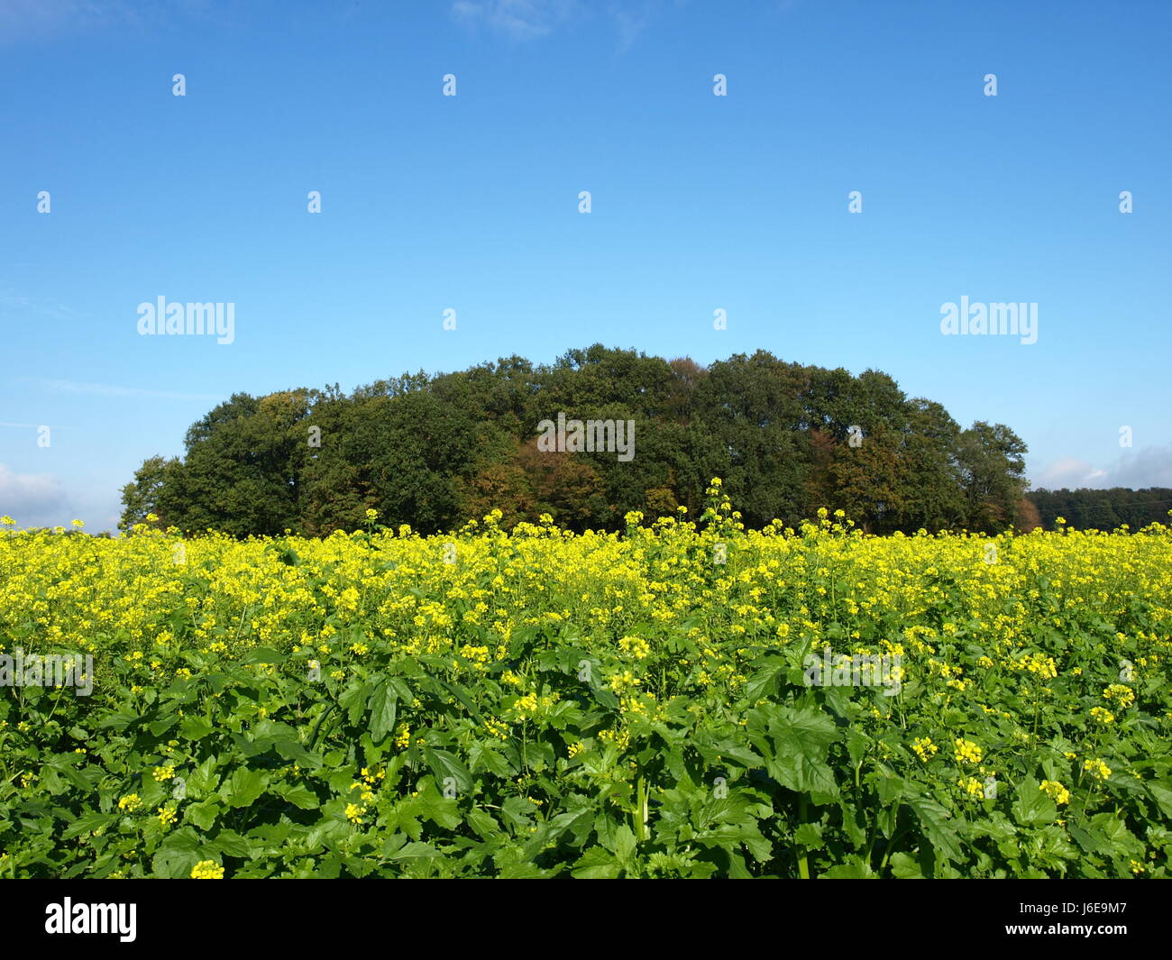 field blossoms mustard october bleed yellow blue tree trees green brown ...