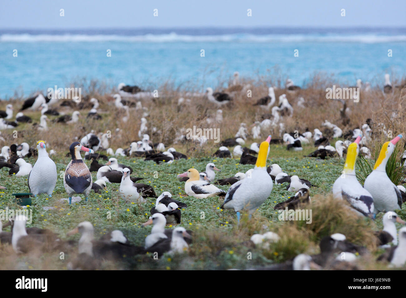 short-tailed albatross or Steller's albatross (Phoebastria albatrus ...