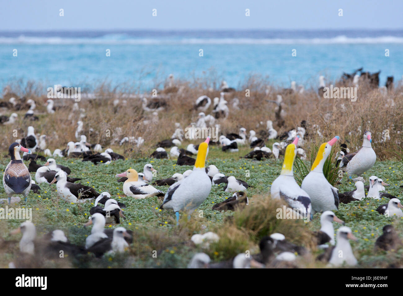 short-tailed albatross or Steller's albatross (Phoebastria albatrus ...