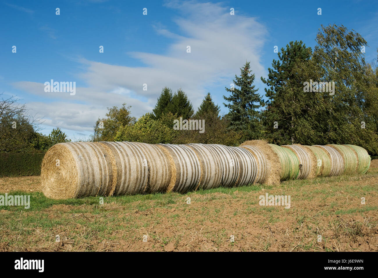 fodder straw ball straw corn crop complete perfect fodder field straw ...