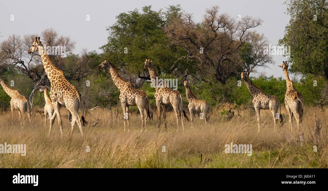 curious nosey nosy animals savannah wildlife giraffes dummy group wait ...