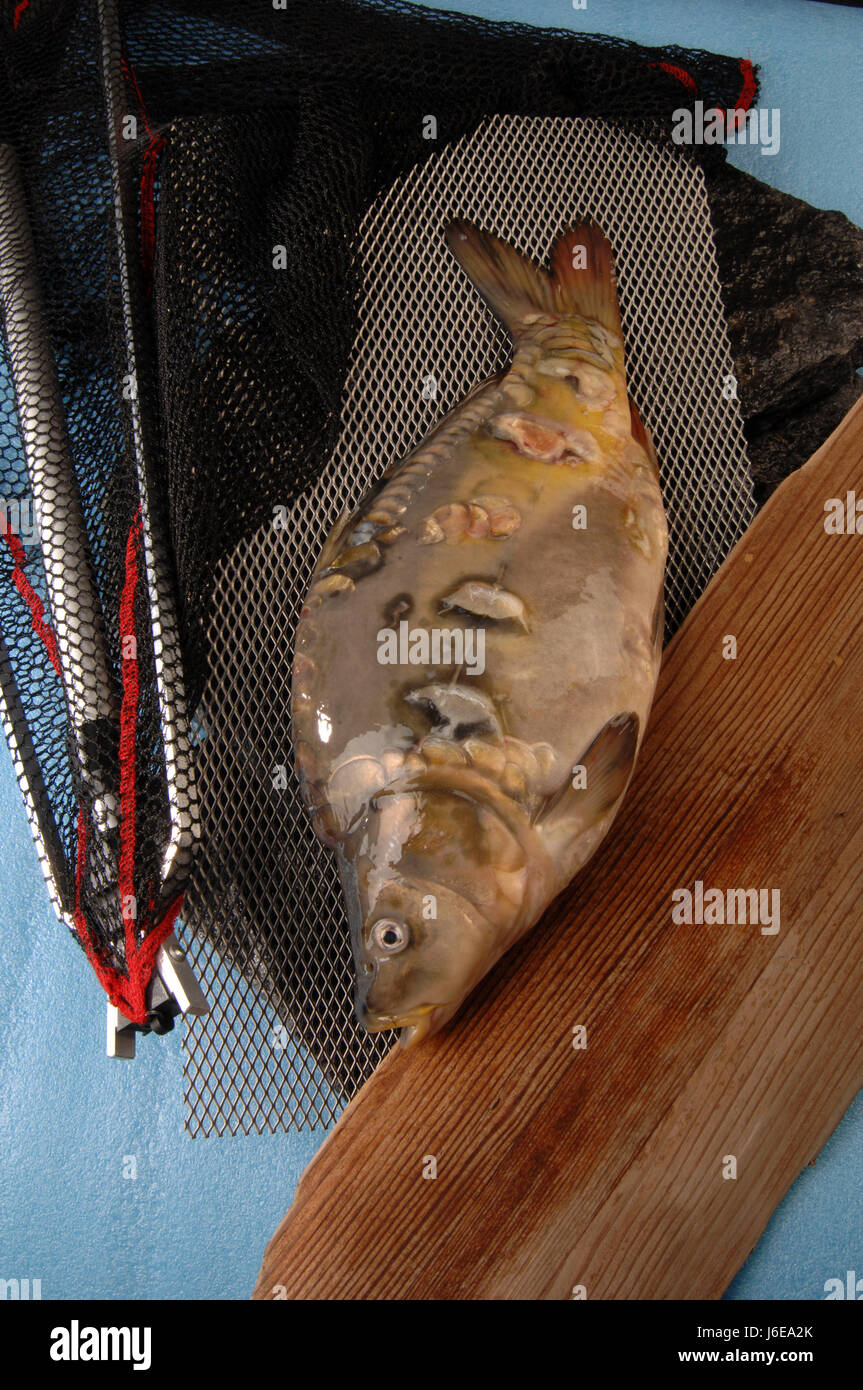 food aliment fauna fish surface of the water munching dish meal lunch ...