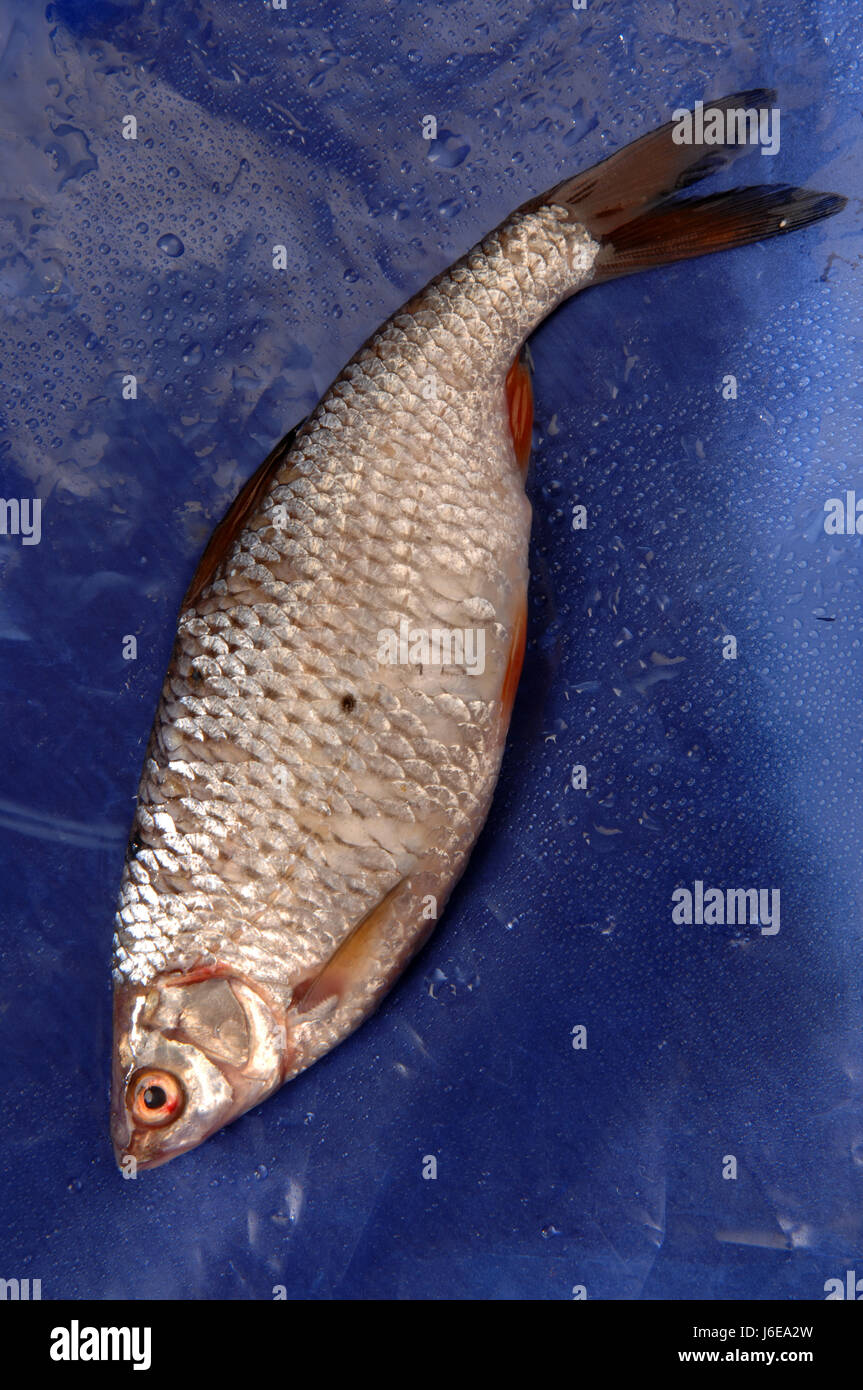 Roach pipe hi-res stock photography and images - Alamy