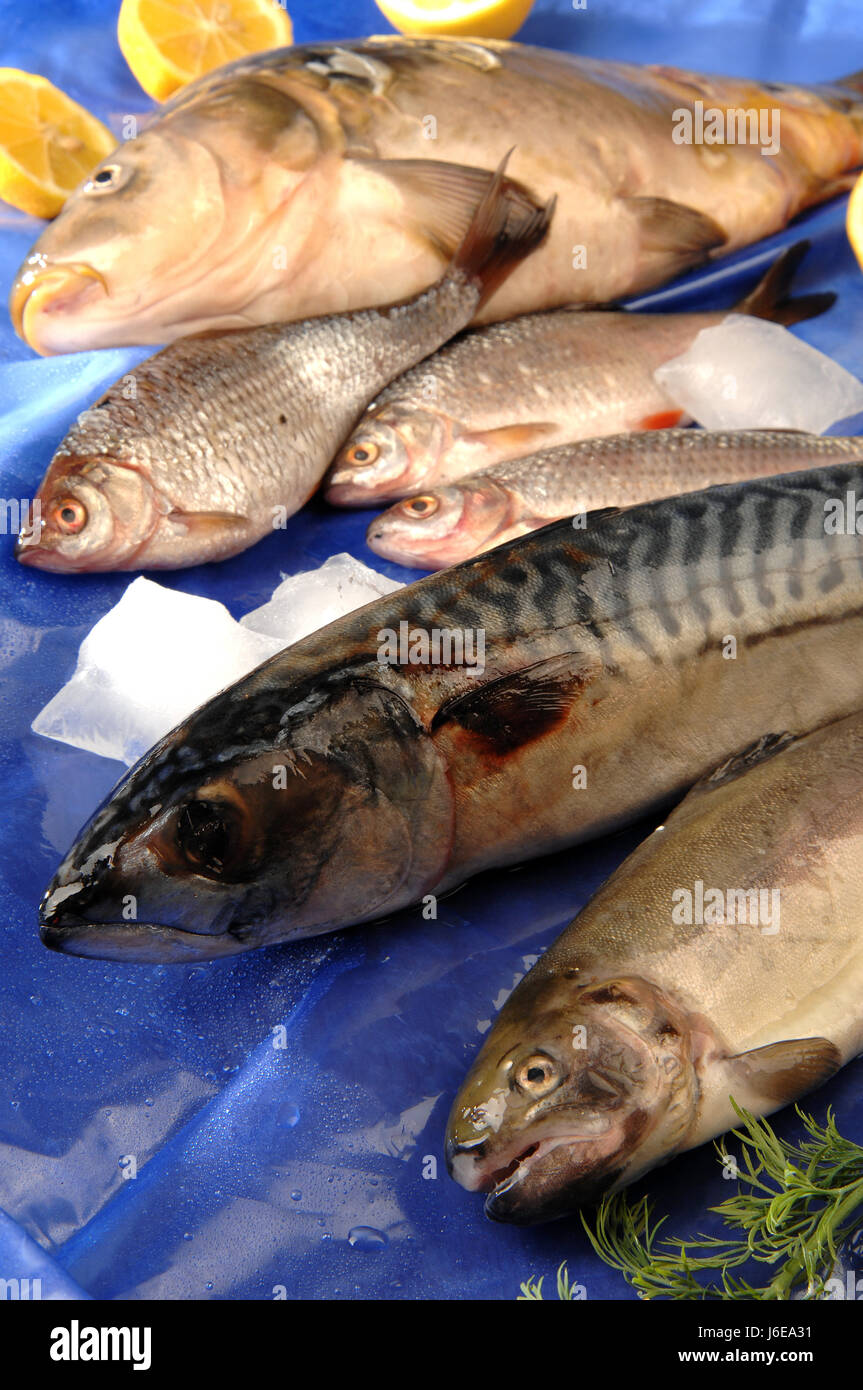 Angler Fish Eating Fish High Resolution Stock Photography and Images ...