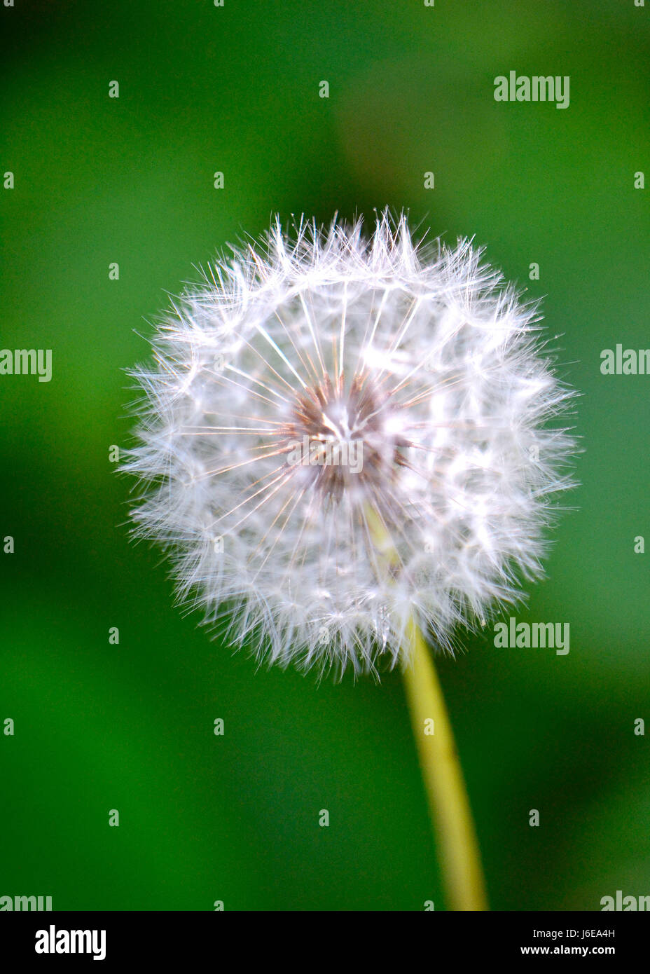 Dandelion puff isolated in a bright morning sun, with dense green ...