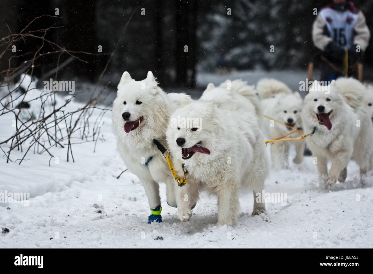 Husky fight hi-res stock photography and images - Alamy